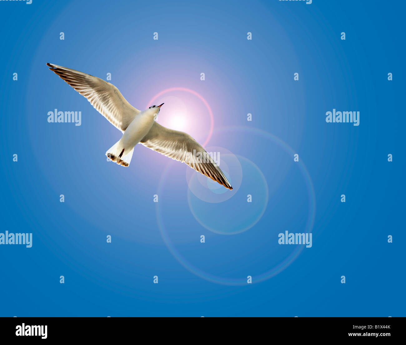 SEA GULL WITH BLUE SKY AND LENS FLARE Stock Photo - Alamy