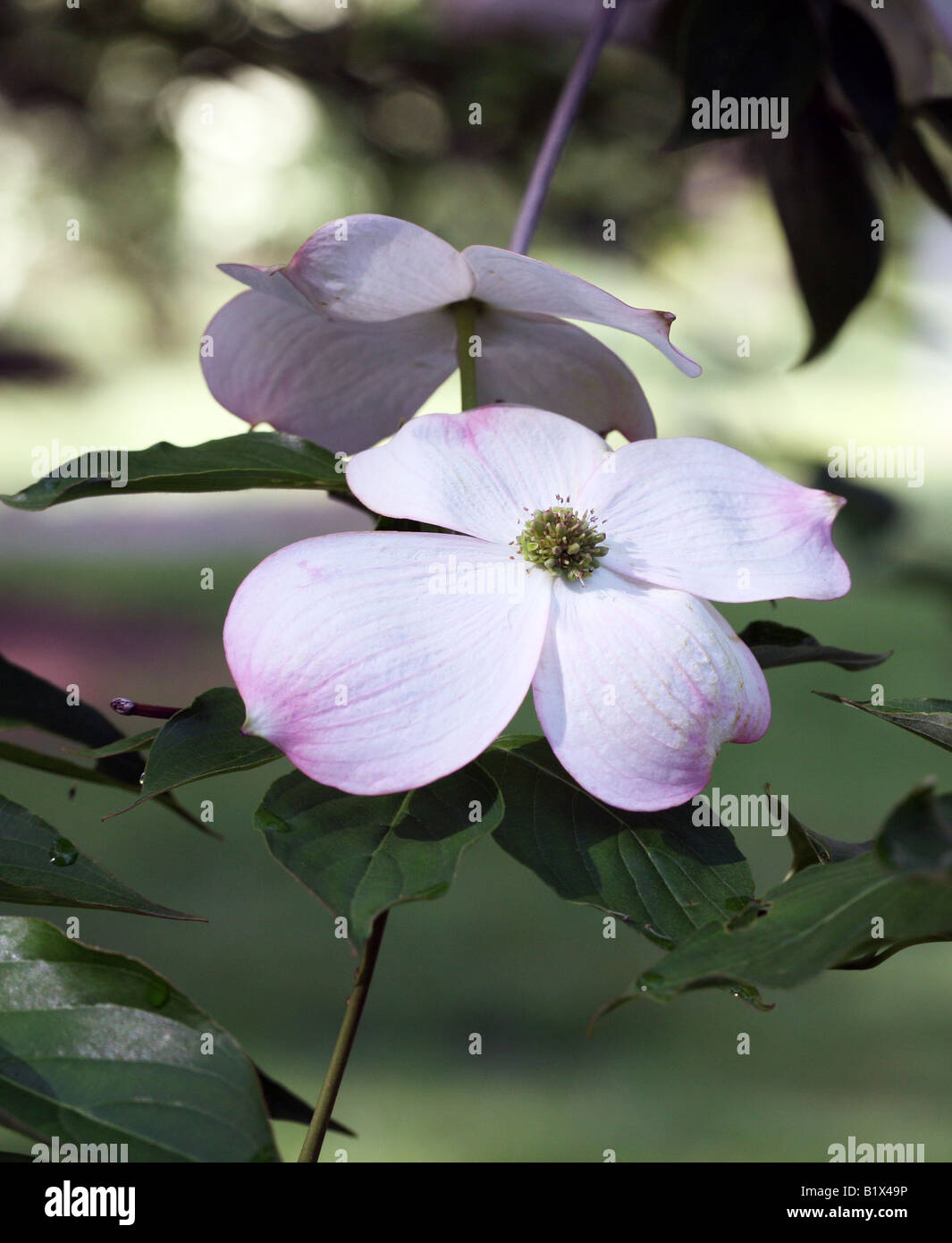 A Cornus X Stellar Pink Dogwood Hybrid Stock Photo - Alamy