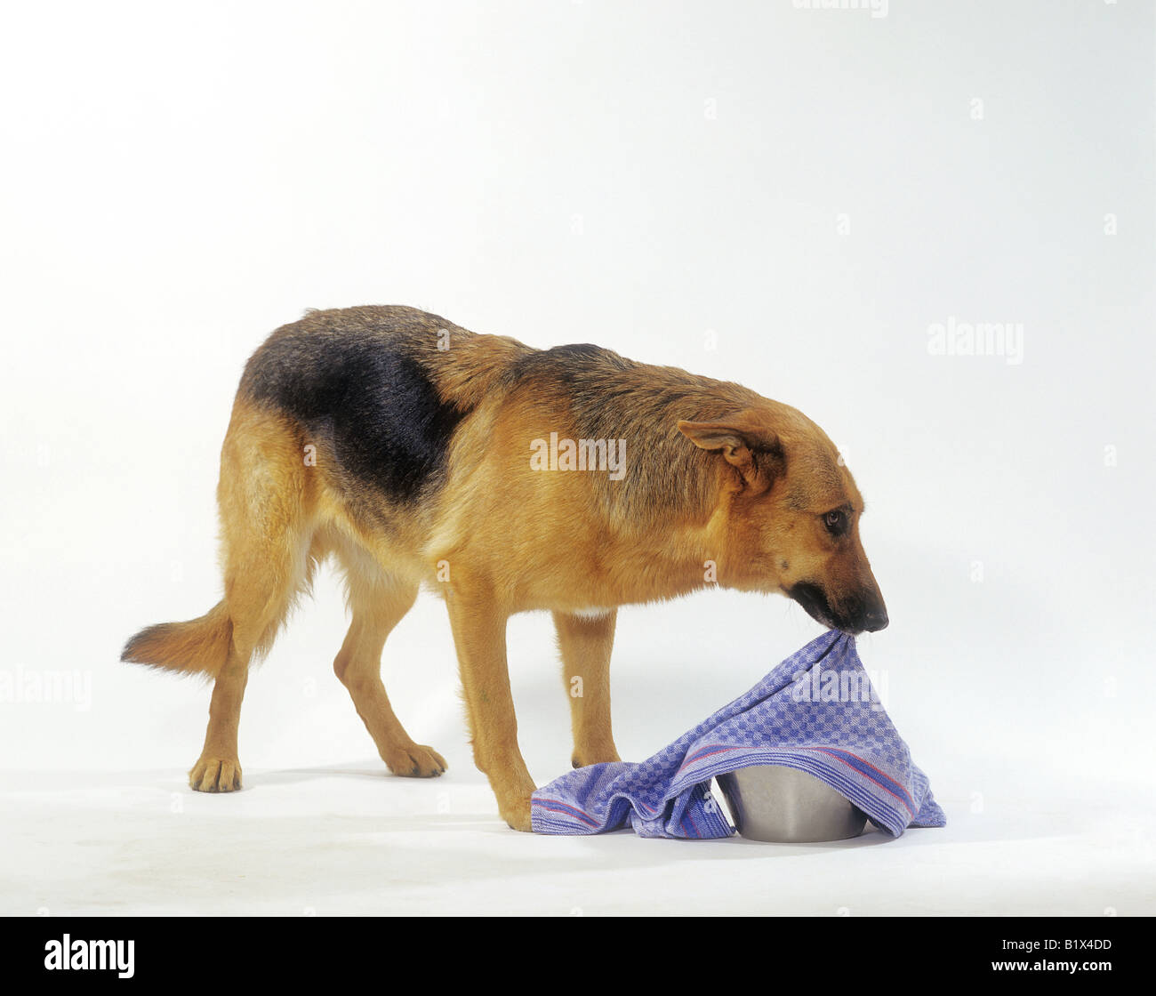 German shepherd dog feeding hi-res stock photography and images - Alamy