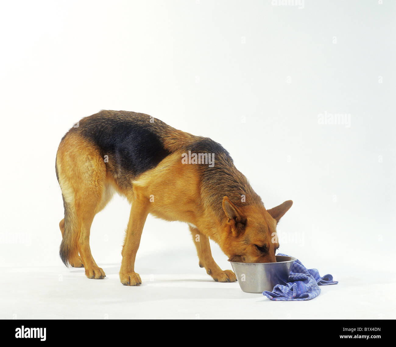 Brainy dogs hi-res stock photography and images - Alamy
