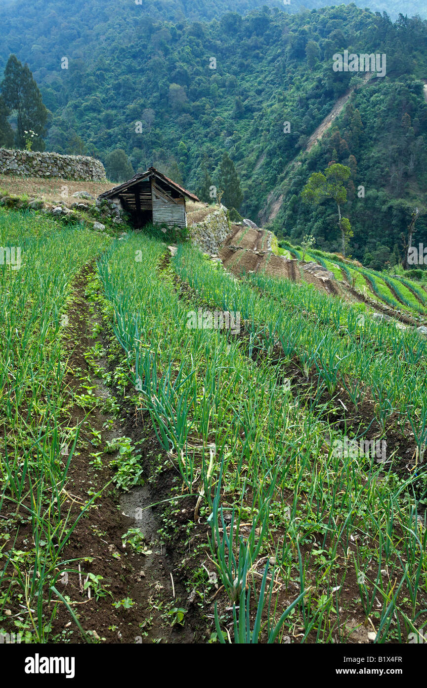 Organic green onion fields views in East Java, Indonesia Stock Photo ...
