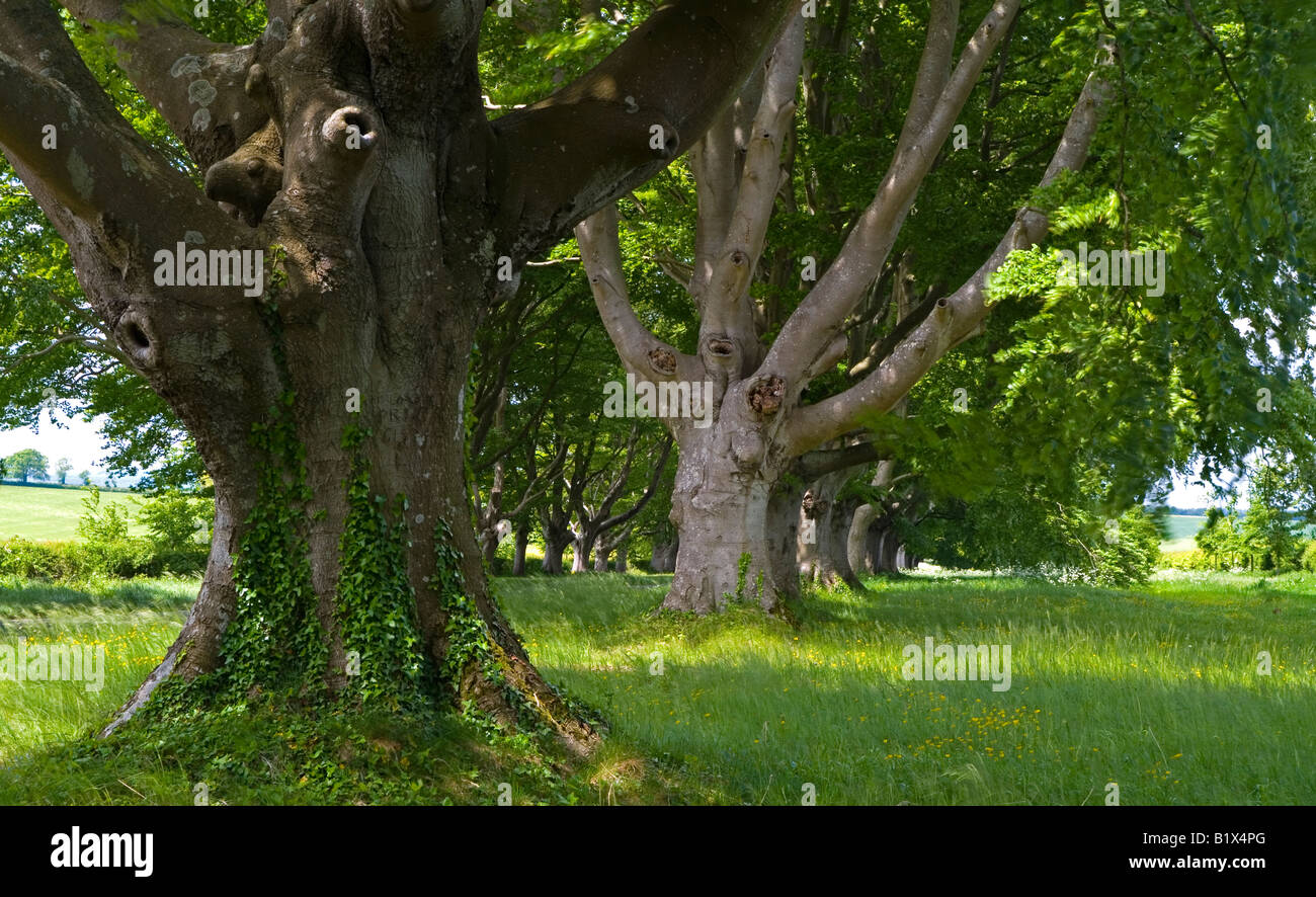 Avenue of beech trees near Wimborne Minster in Dorset England UK Stock ...