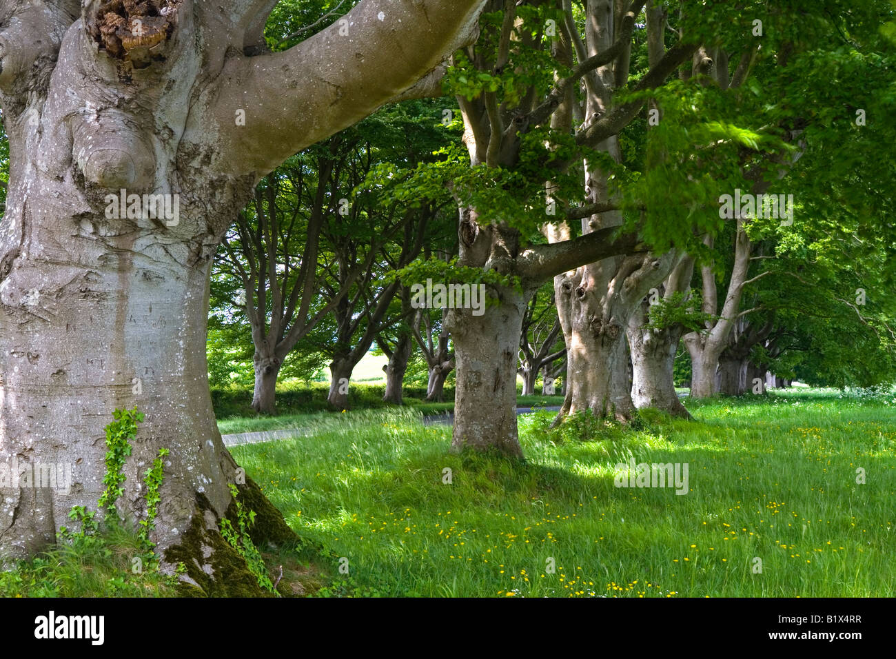 Beech tree avenue hi-res stock photography and images - Alamy