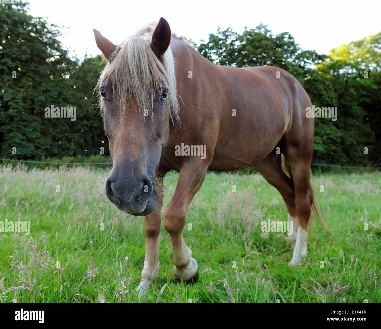 Beautiful Welsh cob horses enjoying the sunshine in the English ...