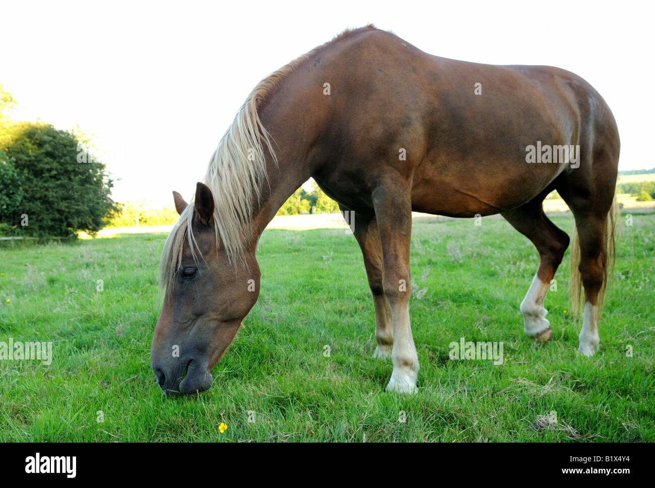Beautiful Welsh cob horses enjoying the sunshine in the English ...