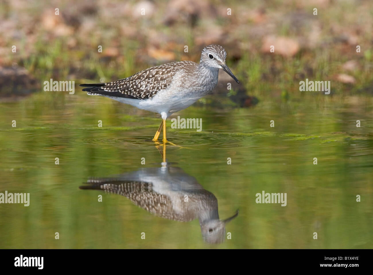 Lesser Yellowlegs Tringa flavipes Stock Photo - Alamy