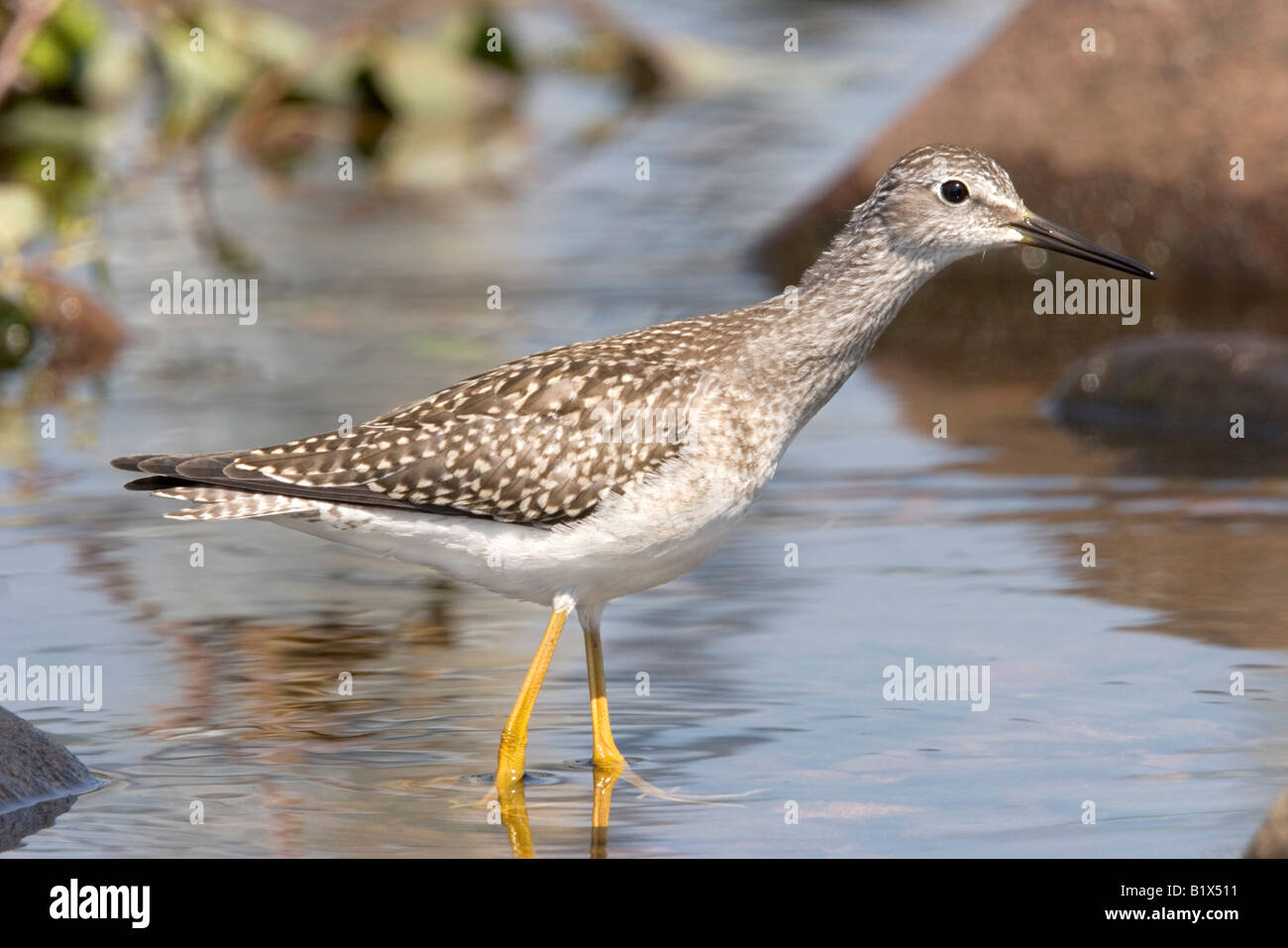 Lesser Yellowlegs Tringa flavipes Stock Photo - Alamy