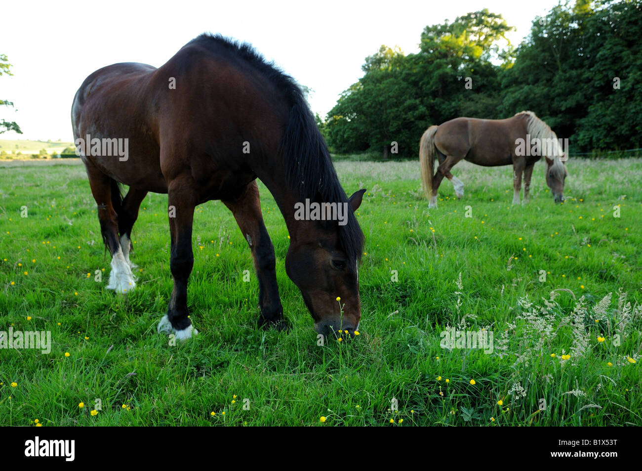 Beautiful Welsh cob horses enjoying the sunshine in the English ...