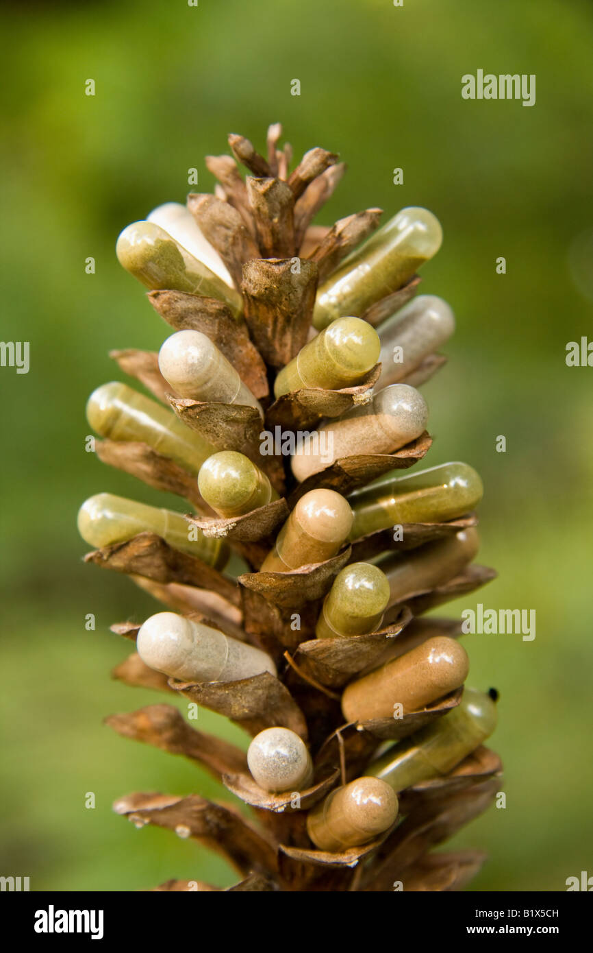 Close up of various herbal medicine capsules arranged in a pine cone ...