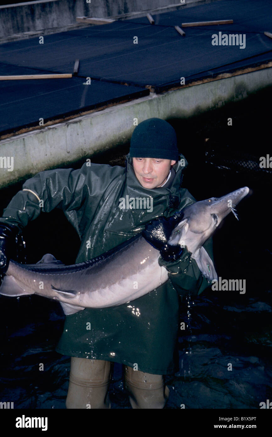 Acipenser baeri, Siberian sturgeon, being hauled out of holding tank in ...