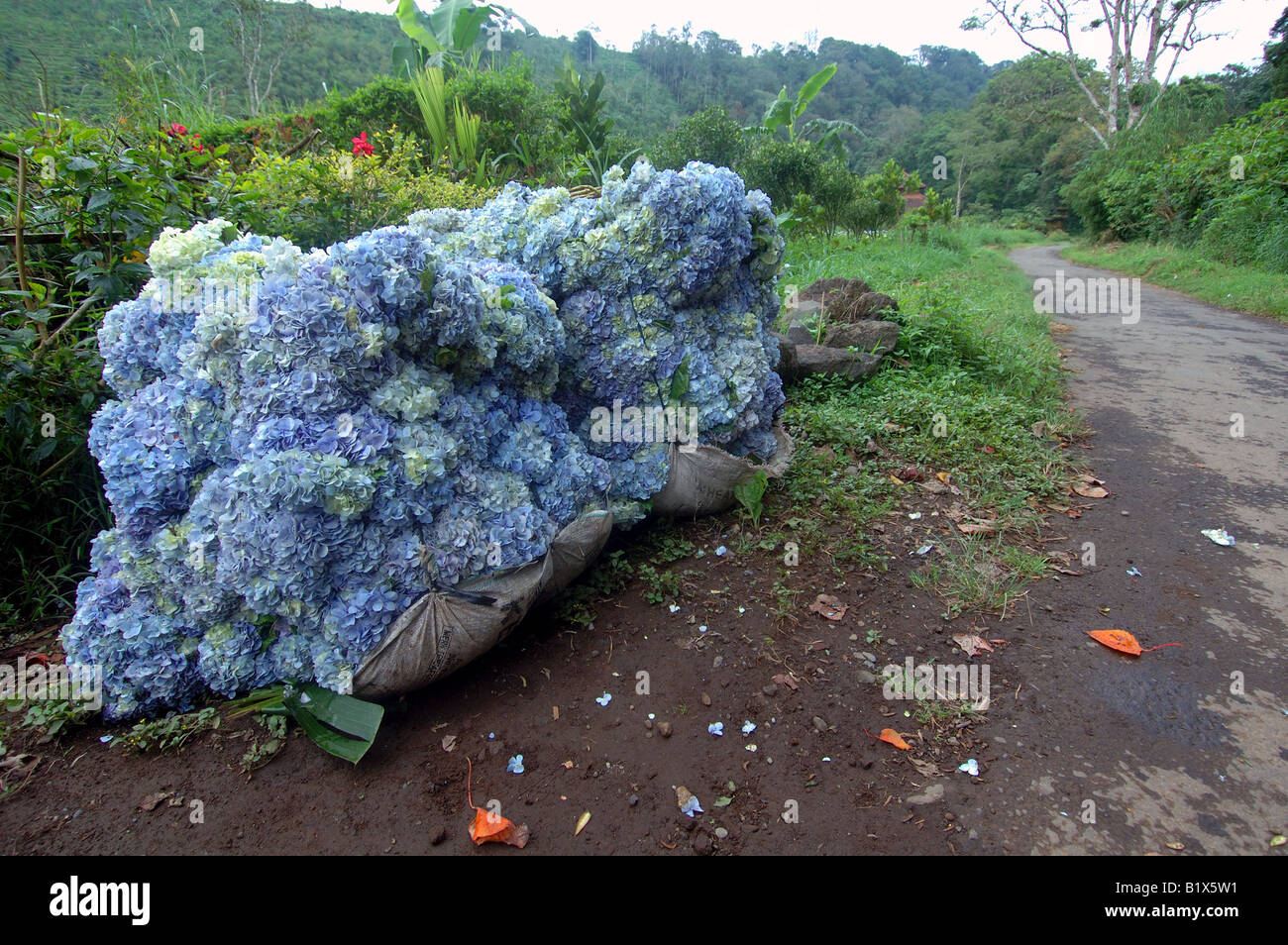 Blue Hydrangea (Hortensia) flowers stacked in bundles awaiting ...