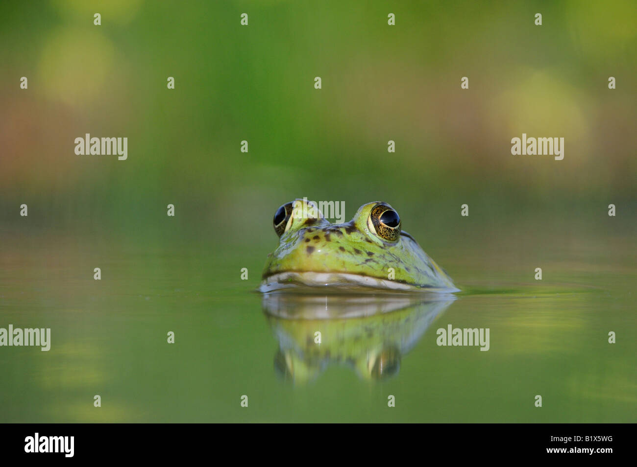 Bullfrog Rana catesbeiana adult in lake Refugio Coastel Bend Texas USA ...