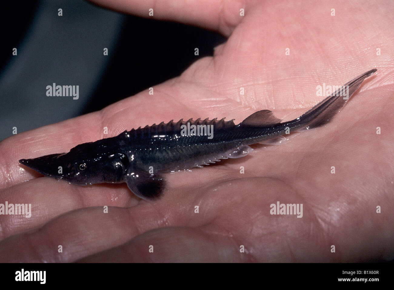 Baby siberian sturgeon hi-res stock photography and images - Alamy