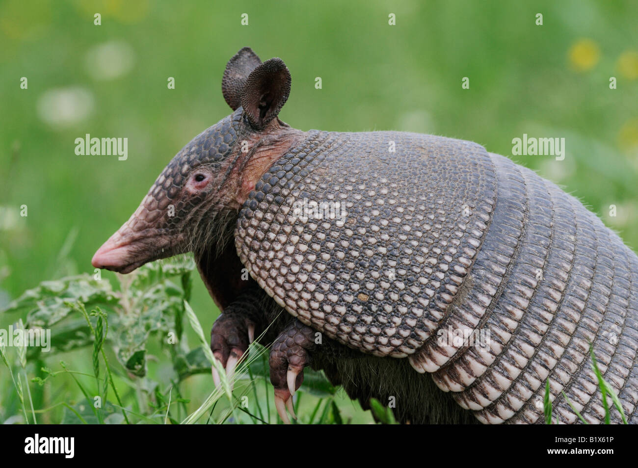 Nine-banded Armadillo Dasypus novemcinctus adult standing up smelling ...