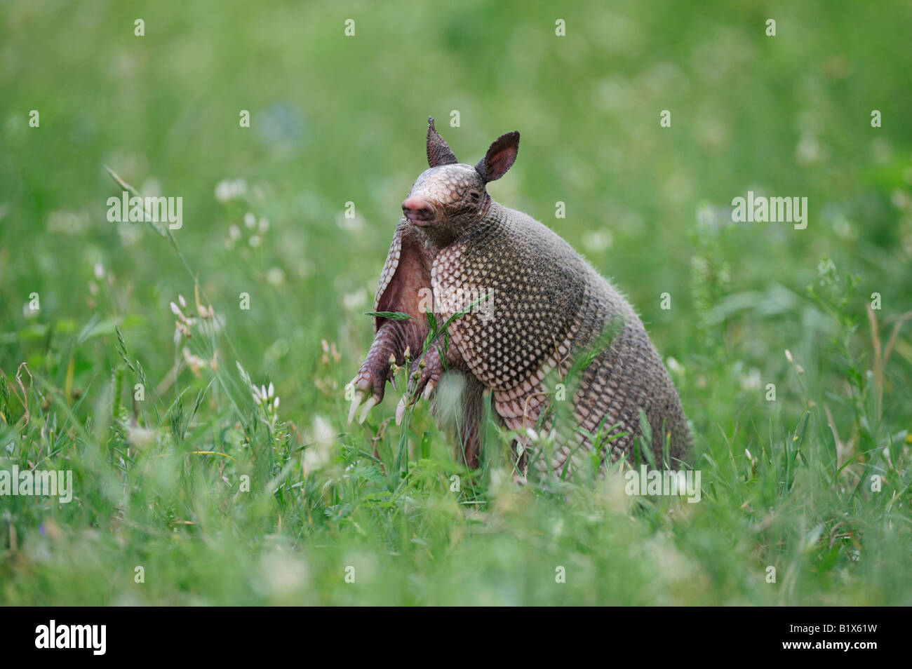 Nine-banded Armadillo Dasypus novemcinctus adult standing up smelling ...