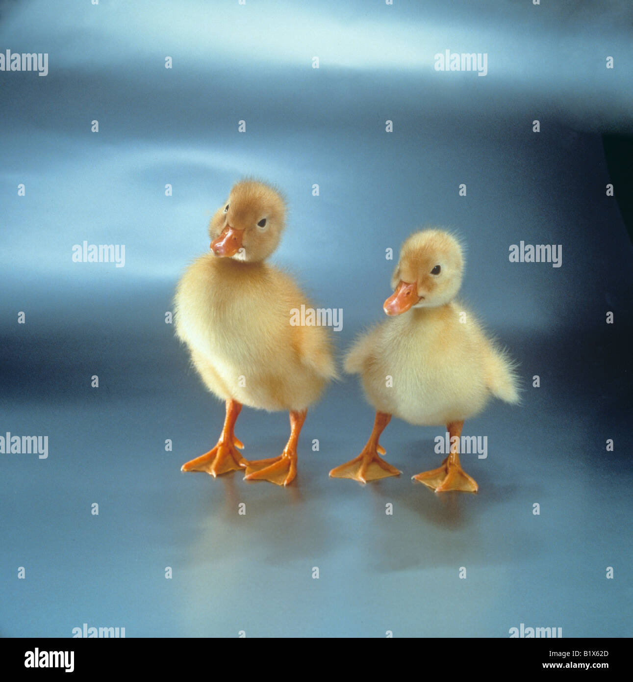 two ducklings - standing Stock Photo - Alamy