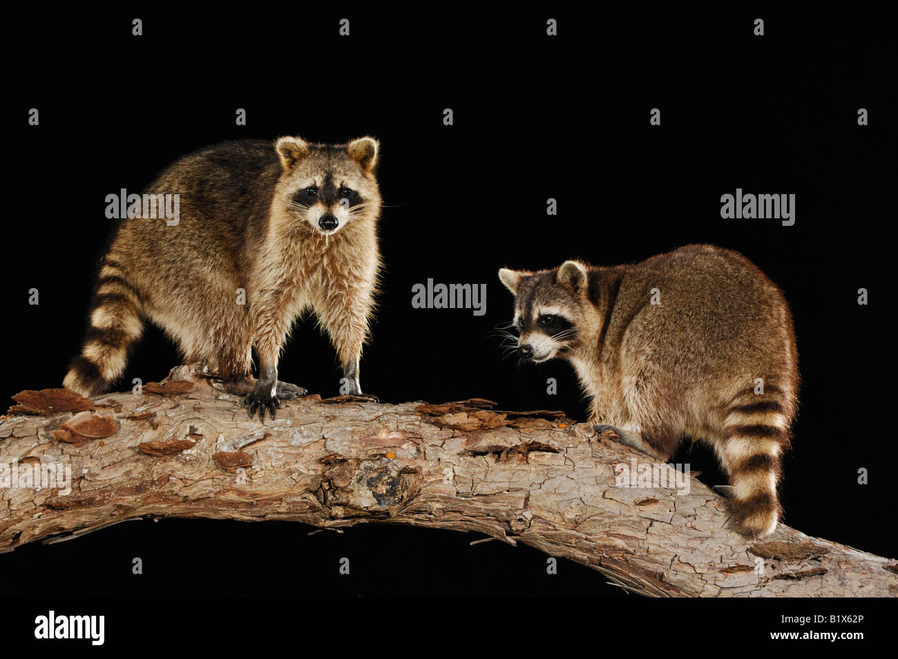 Northern Raccoon Procyon lotor adults at night on log Refugio Coastel ...