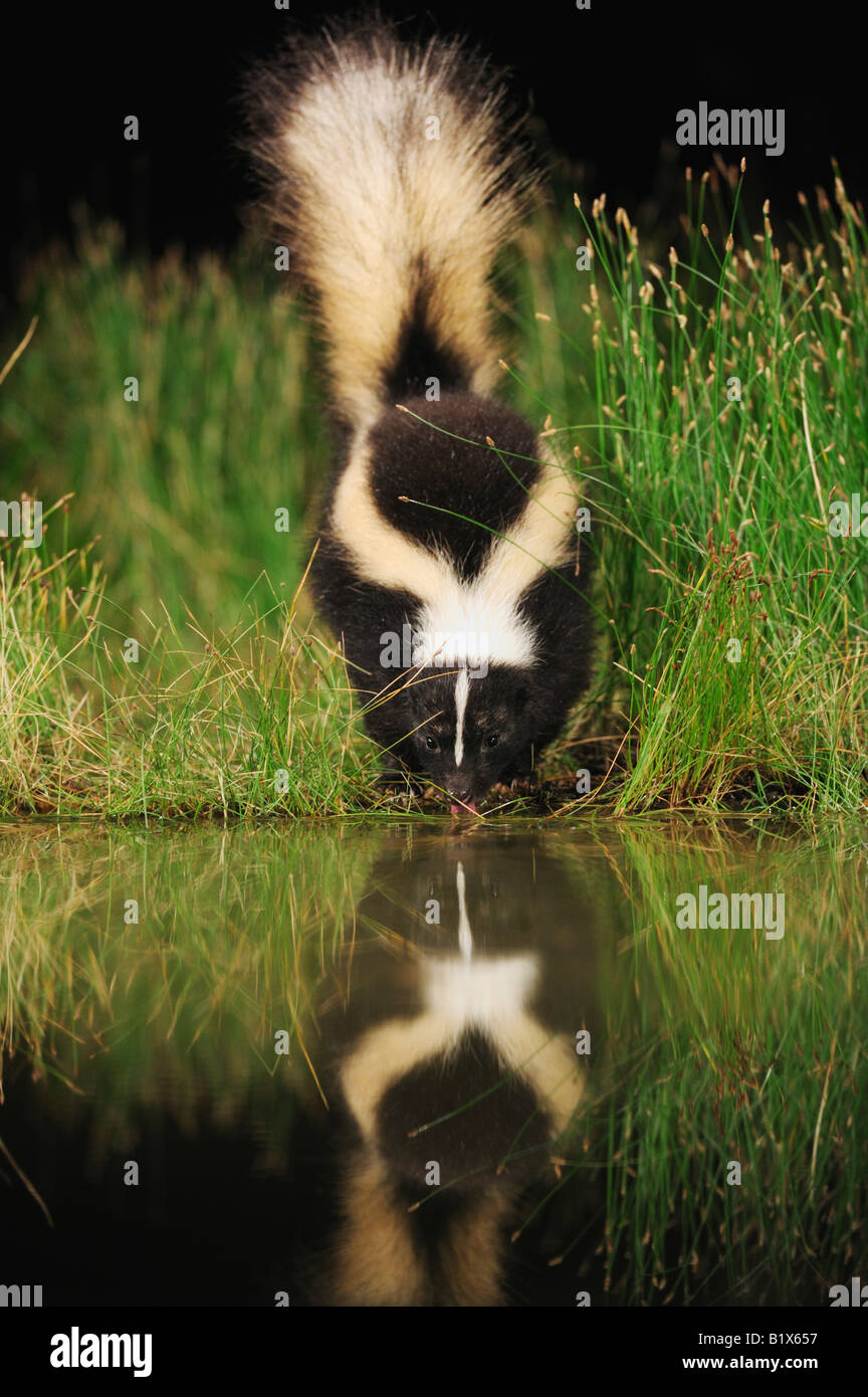 Striped Skunk Mephitis mephitis adult at night drinking from wetland ...