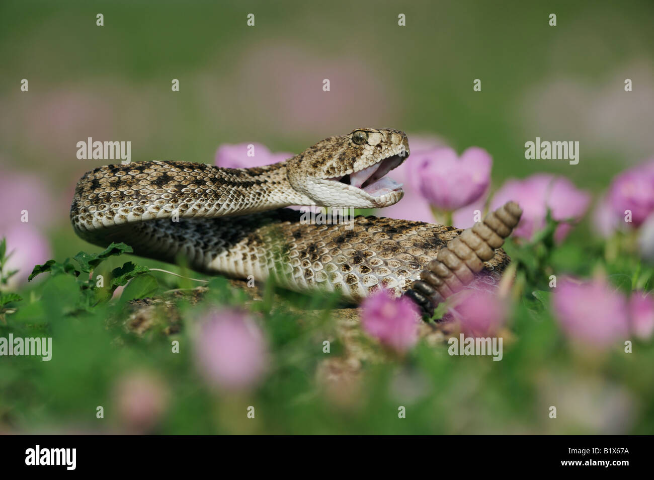Western Diamondback Rattlesnake Crotalus atrox adult in striking pose ...