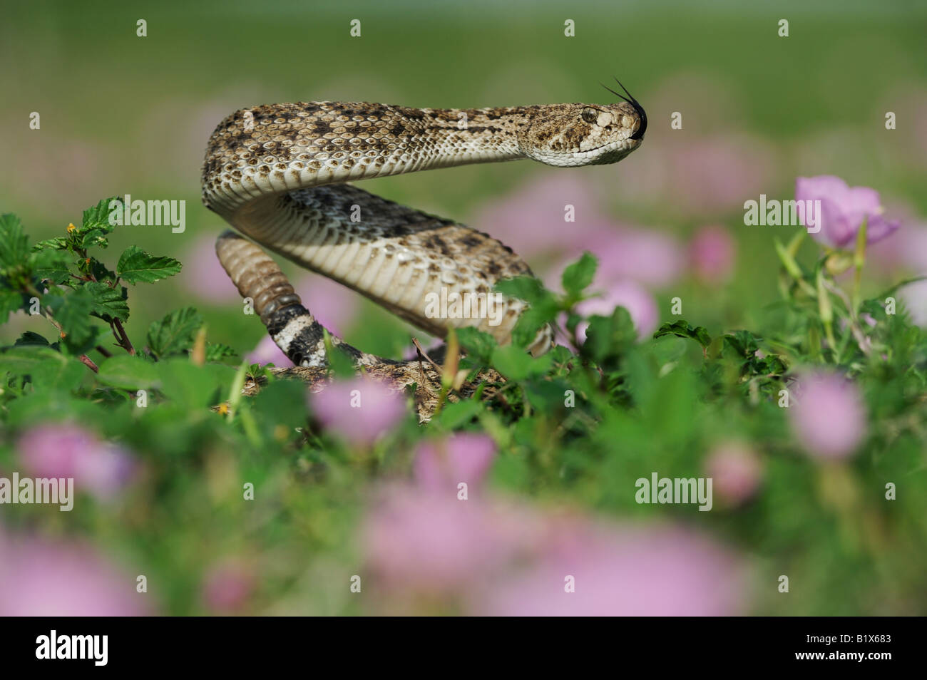 Western Diamondback Rattlesnake Striking Distance