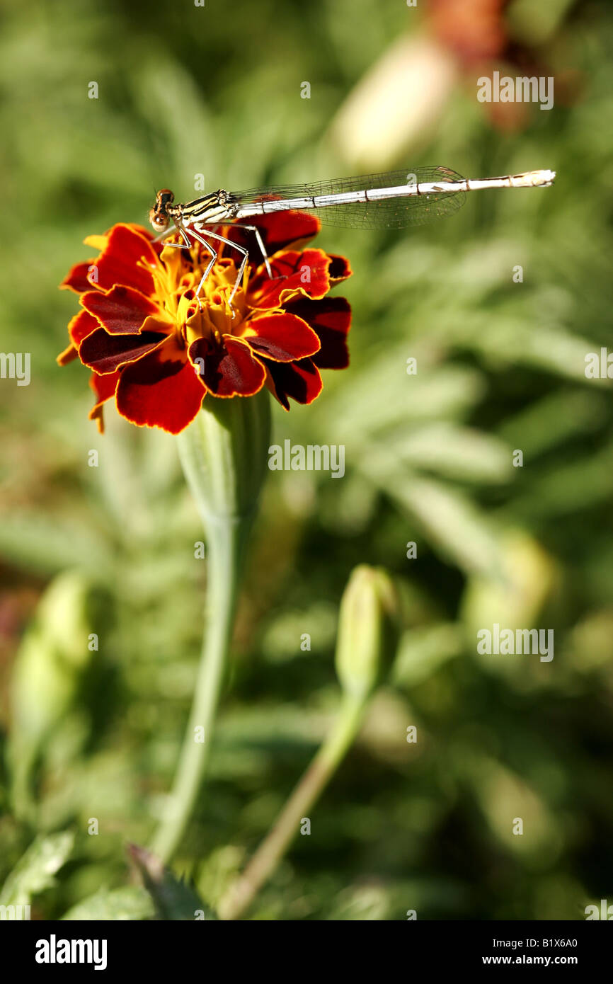 Dragonfly hover hi-res stock photography and images - Alamy