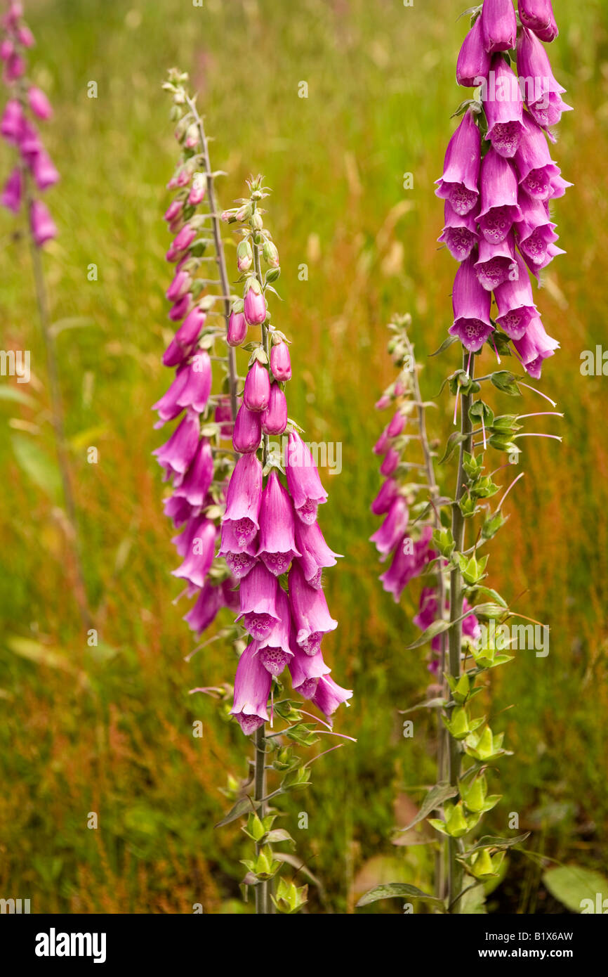 UK Wales Powys Rhayader Gilfach Nature Reserve Wye Valley Walk wild ...