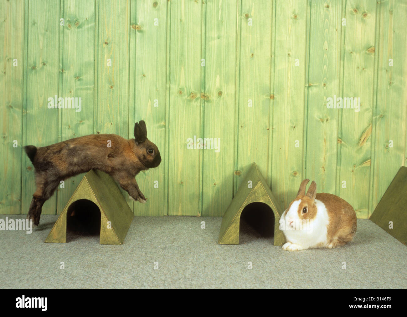 fitness for rabbits Stock Photo - Alamy