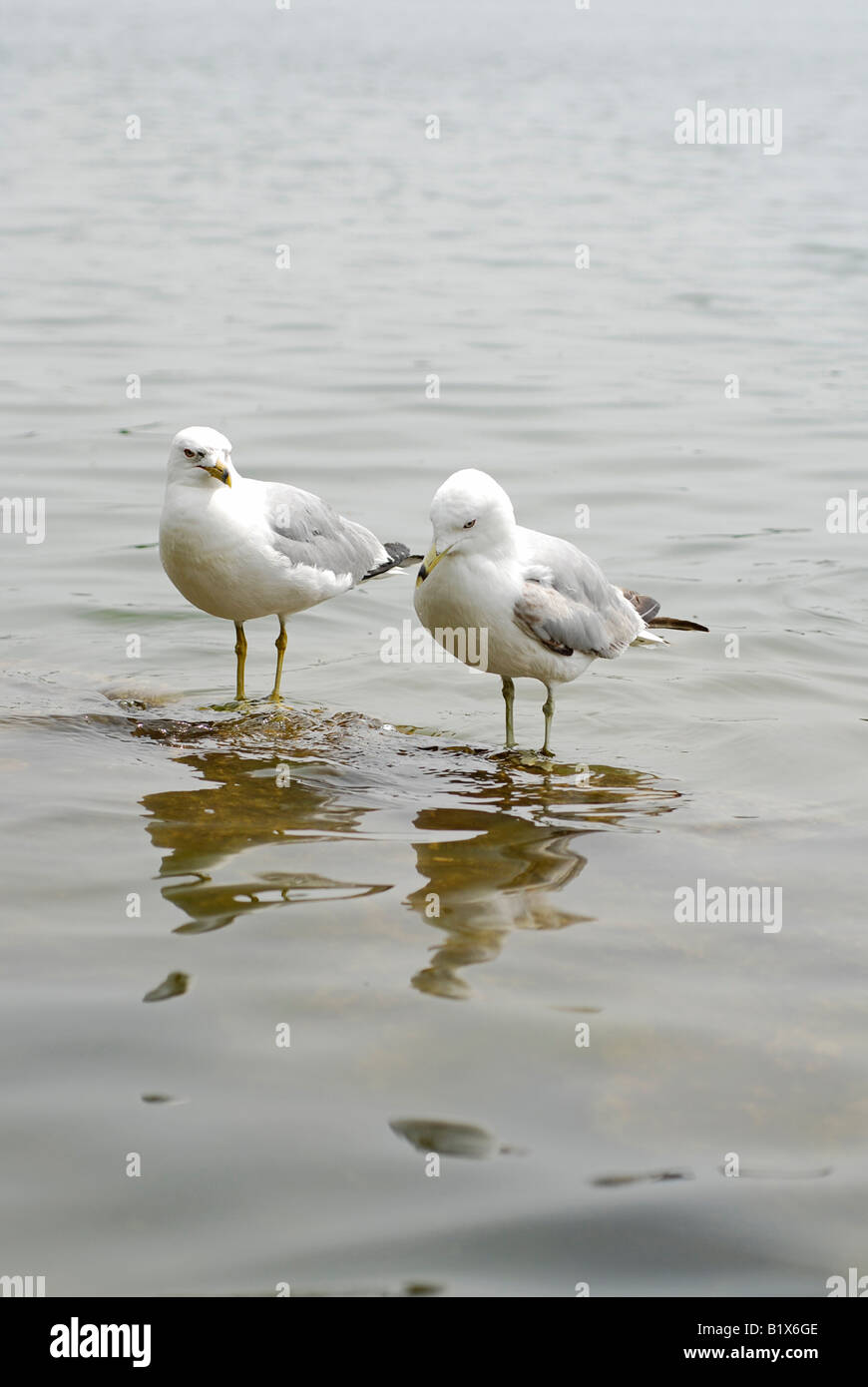 Seagulls High Resolution Stock Photography and Images - Alamy
