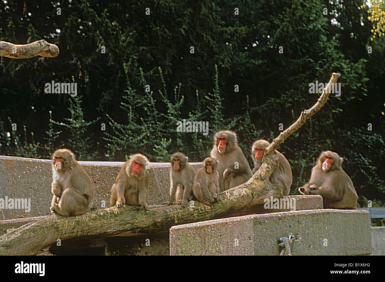 Japanese macaques - group sitting / Macaca fuscata Stock Photo - Alamy