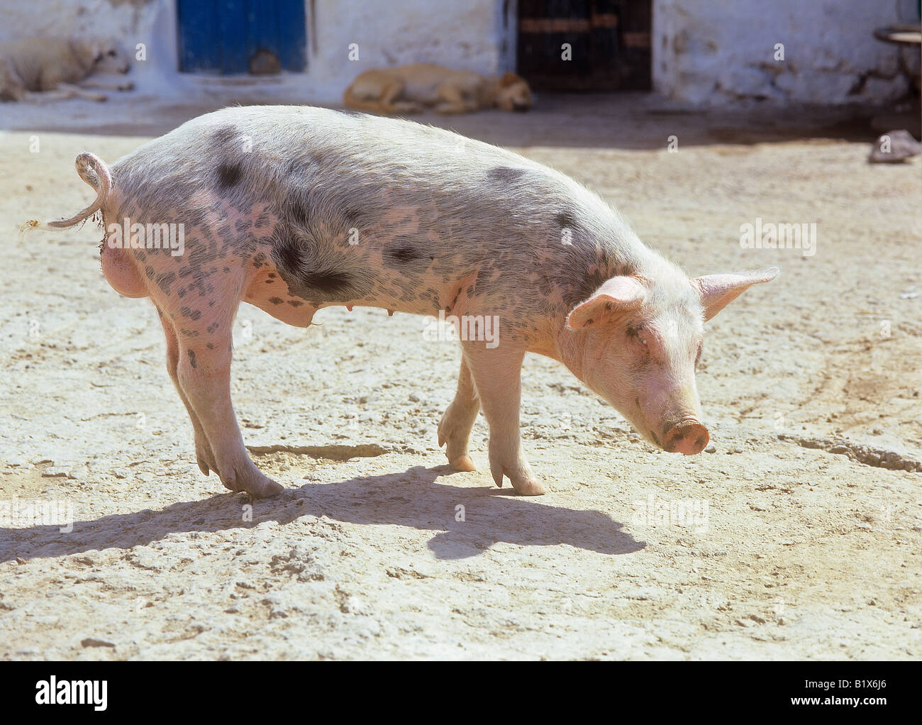 domestic pig - standing Stock Photo - Alamy