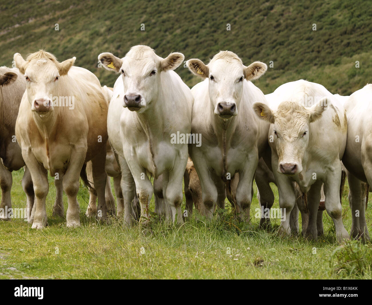 Herd of bullocks standing together in a field Stock Photo - Alamy