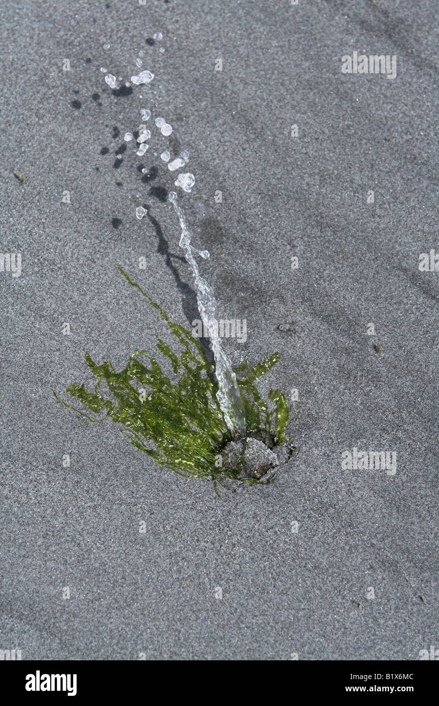 Panopea hi-res stock photography and images - Alamy