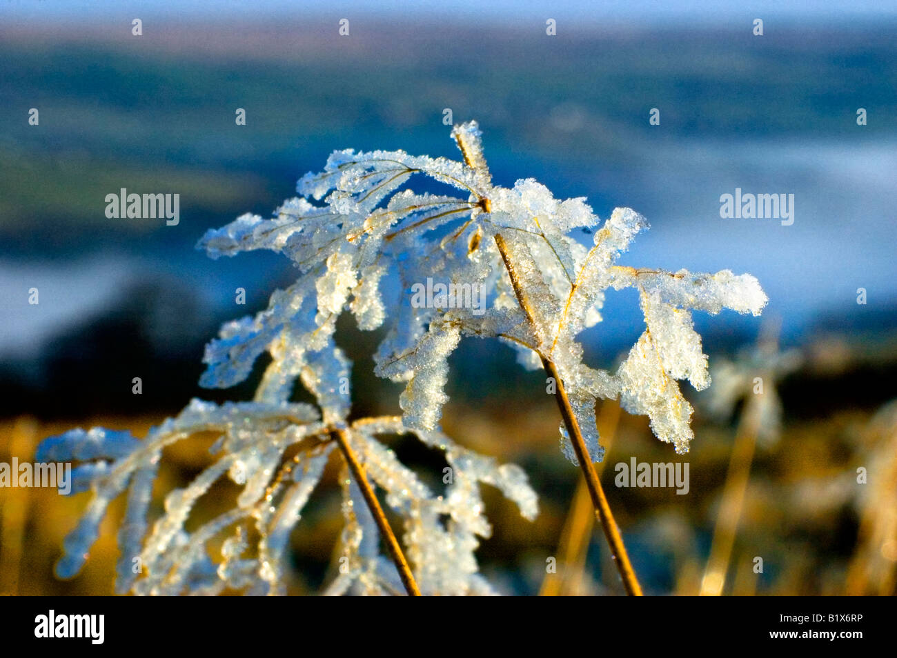 HOARFROST ON GRASS WITH EARLY MIST IN BACKGROUND Stock Photo - Alamy