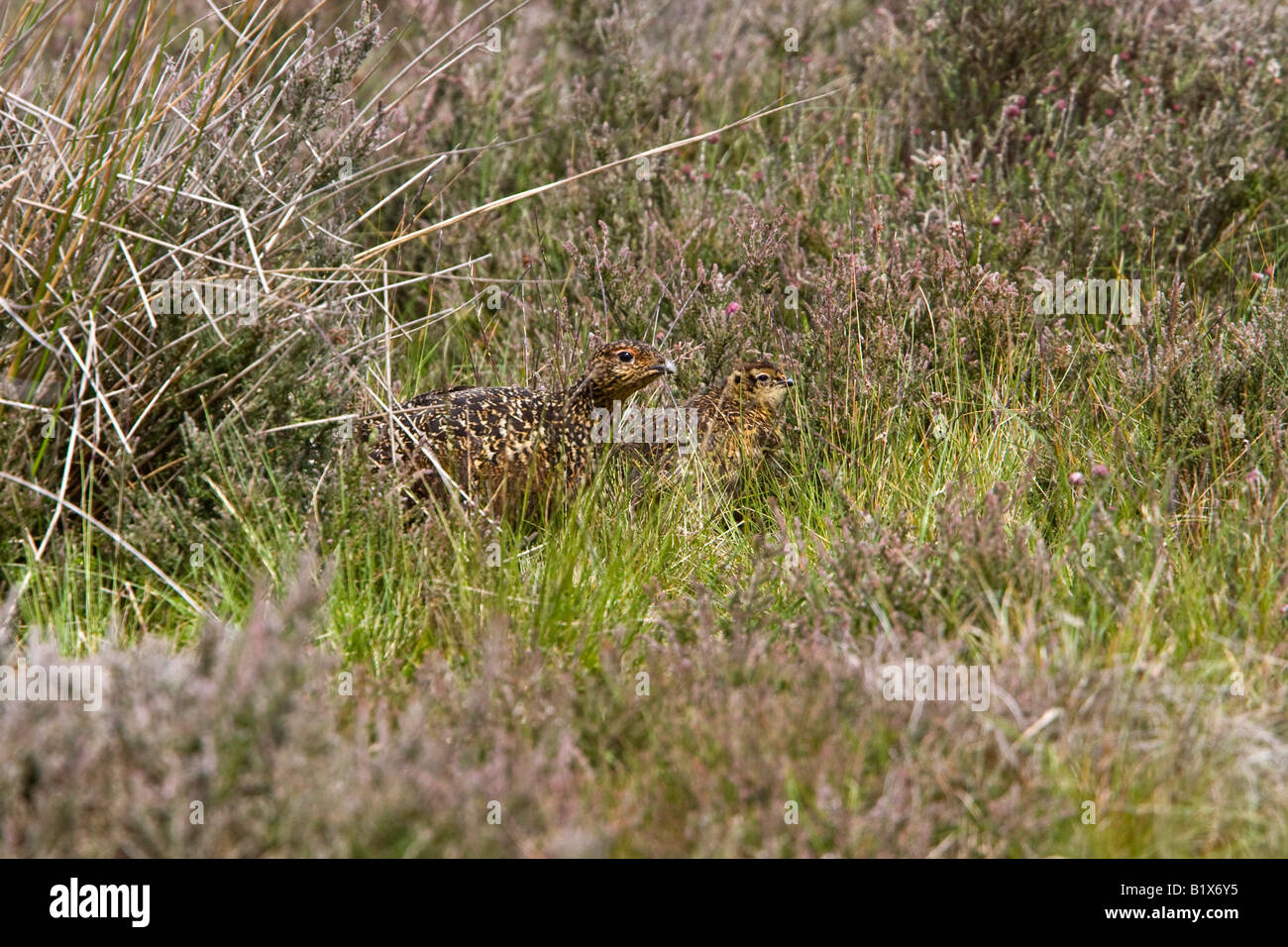 Female Red Grouse with chick Stock Photo - Alamy