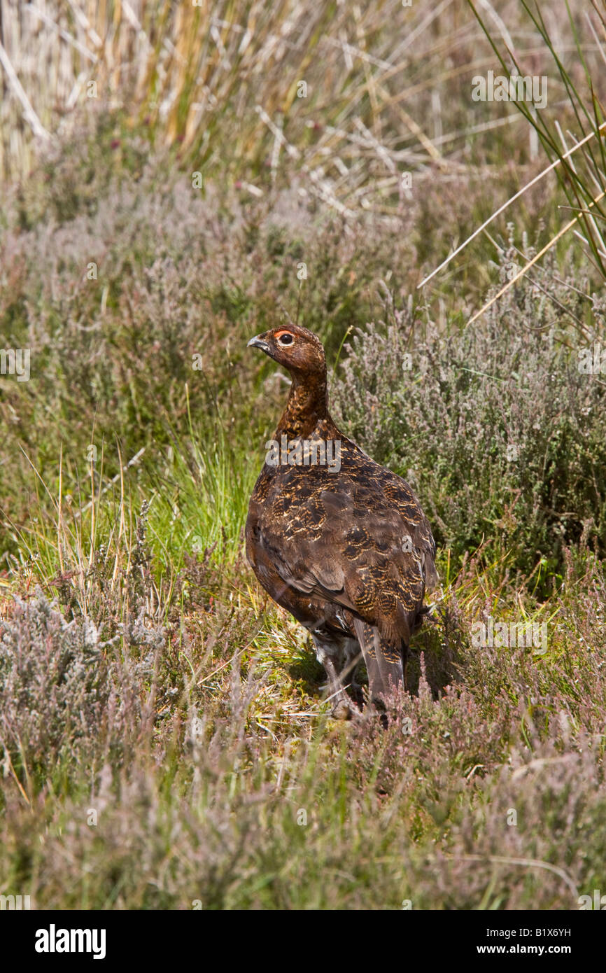 Male red grouse on moorland hi-res stock photography and images - Alamy