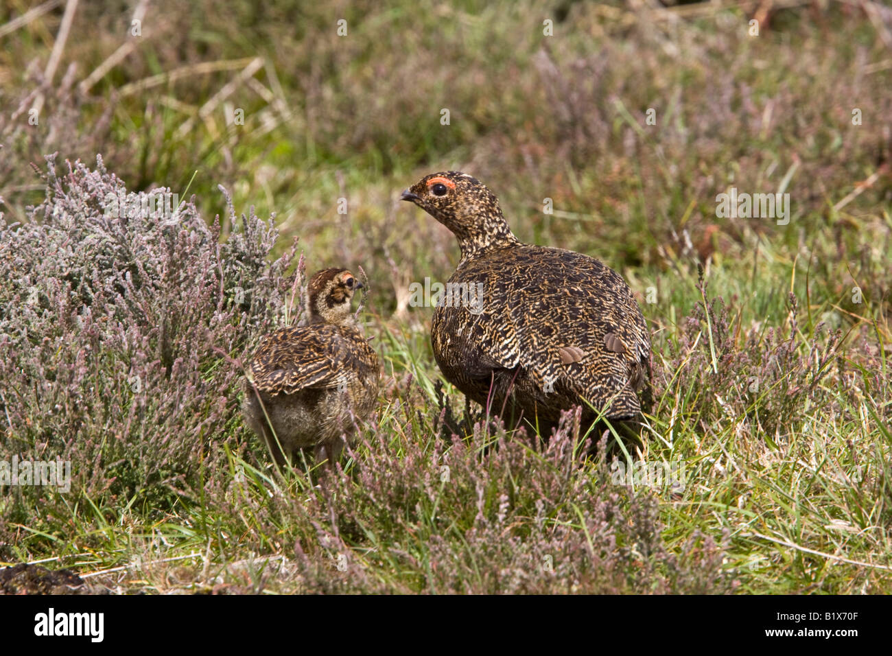 Male Red Grouse with chick Stock Photo - Alamy