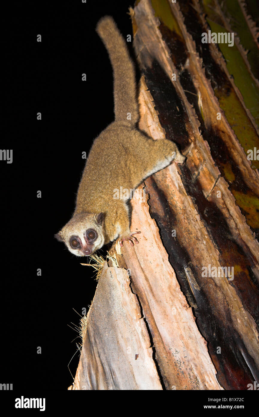 Greater Dwarf Lemur Cheirogaleus major climbing on palm searching for ...