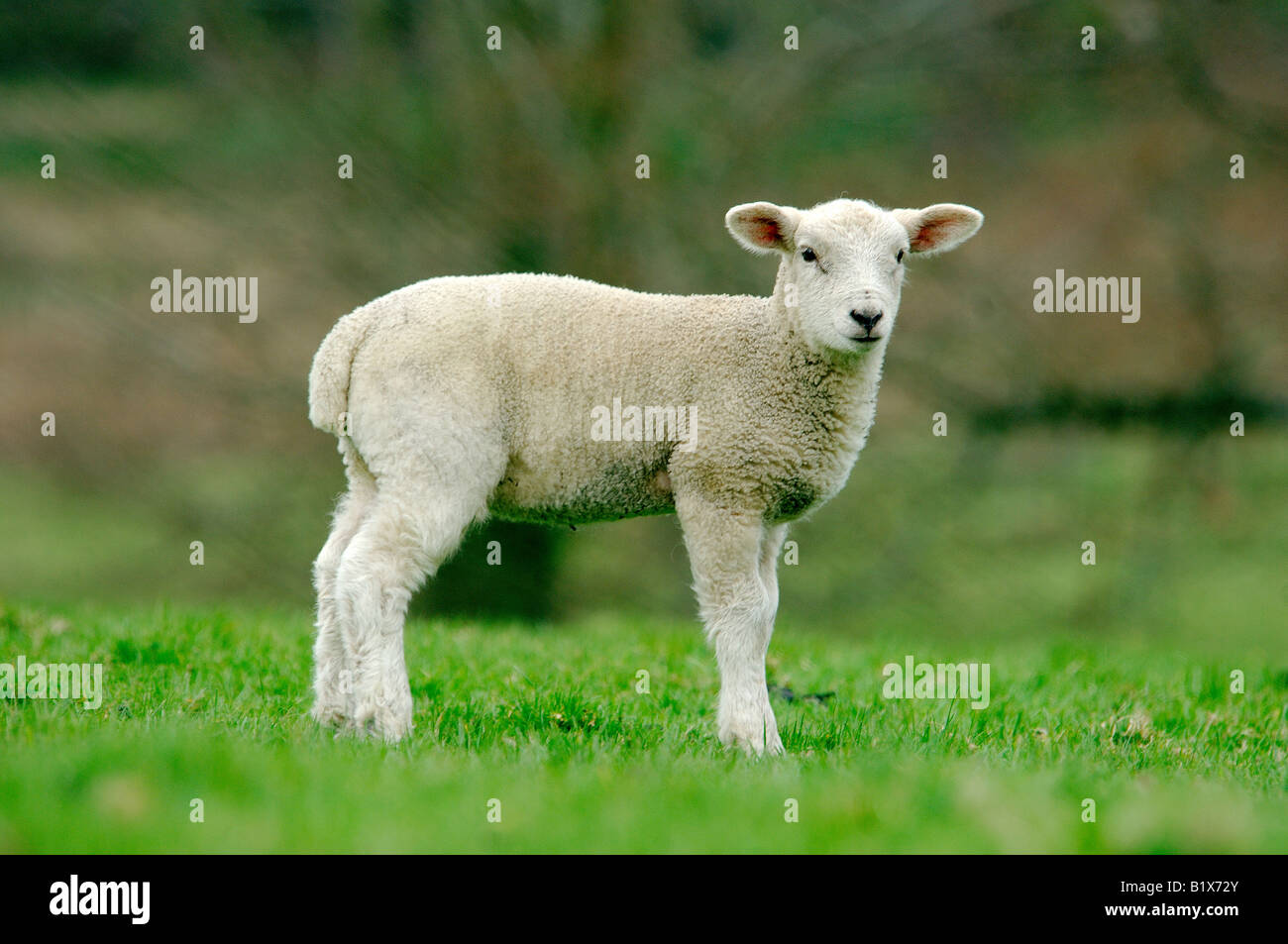 A young baby lamb standing in a field Stock Photo - Alamy