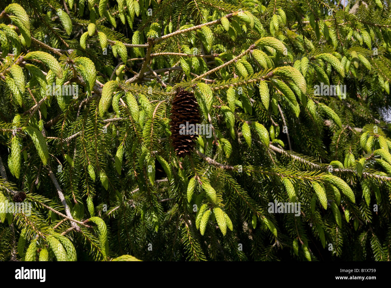 Sargent Spruce and old cone Stock Photo - Alamy