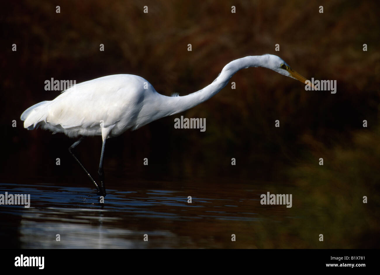 Great Egret (Ardea alba) fishing in shallow pool Stock Photo - Alamy