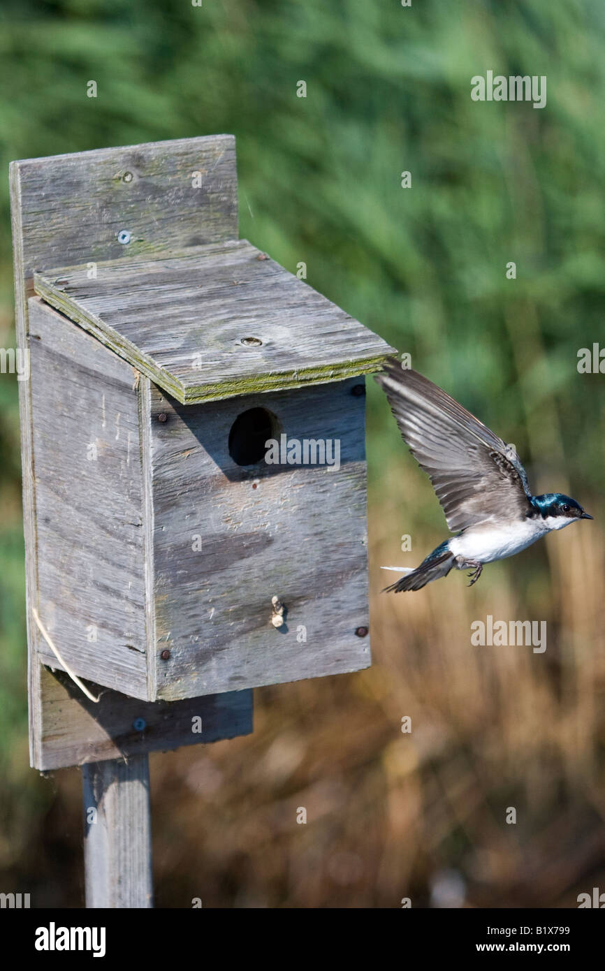 Swallow boxes hi-res stock photography and images - Alamy