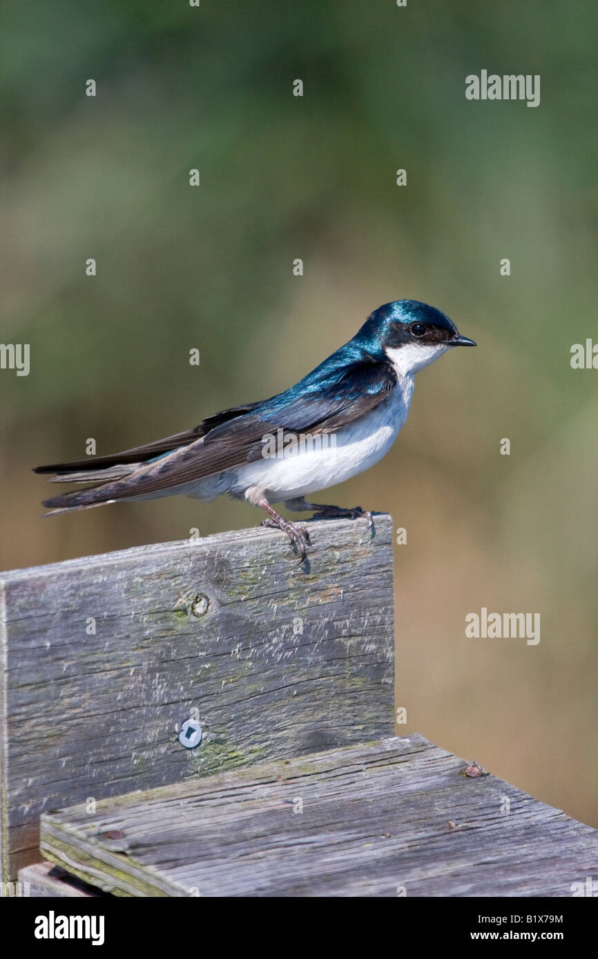 Tree swallow sitting on nesting box Stock Photo - Alamy