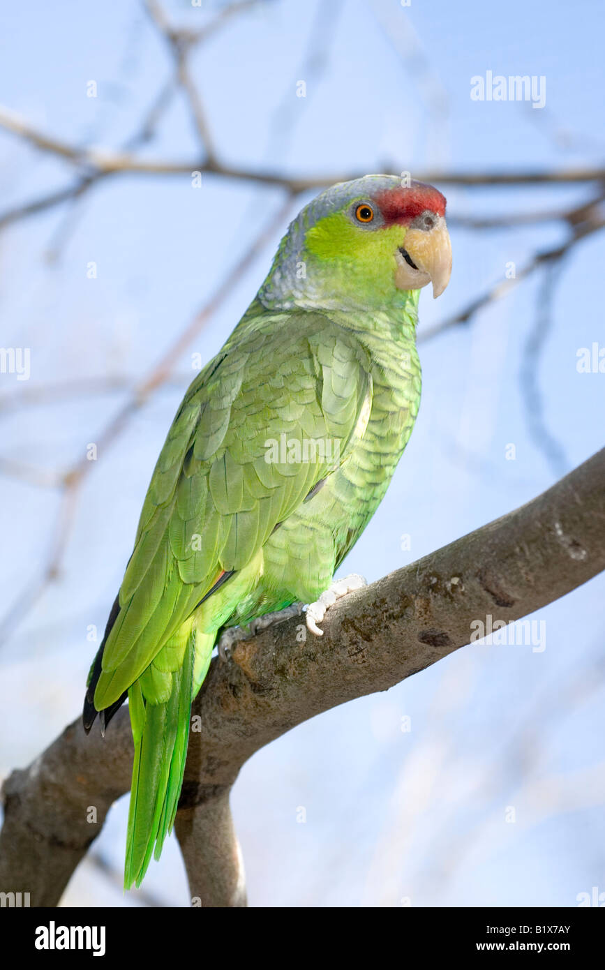 Lilac-crowned Parrot Amazona finschi Stock Photo - Alamy
