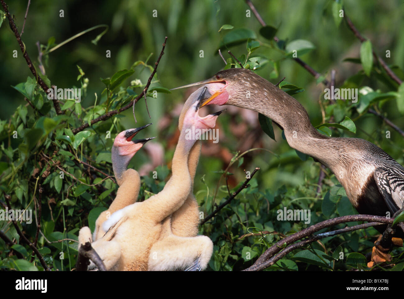 Female Anhinga (Anhinga anhinga) feeding chicks at the nest Stock Photo ...