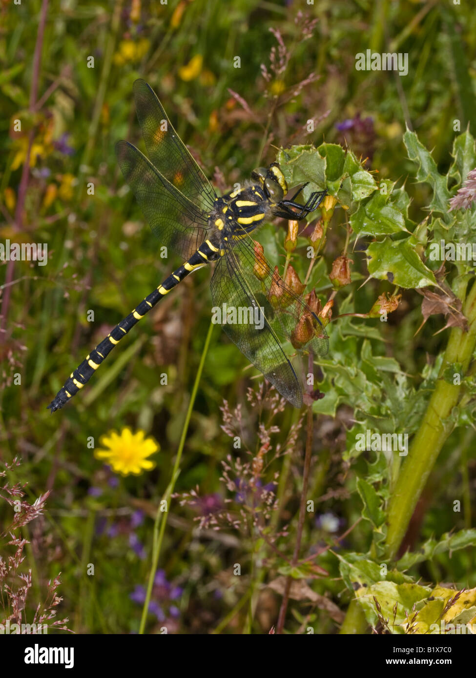 Gold Ringed Dragonfly High Resolution Stock Photography and Images - Alamy