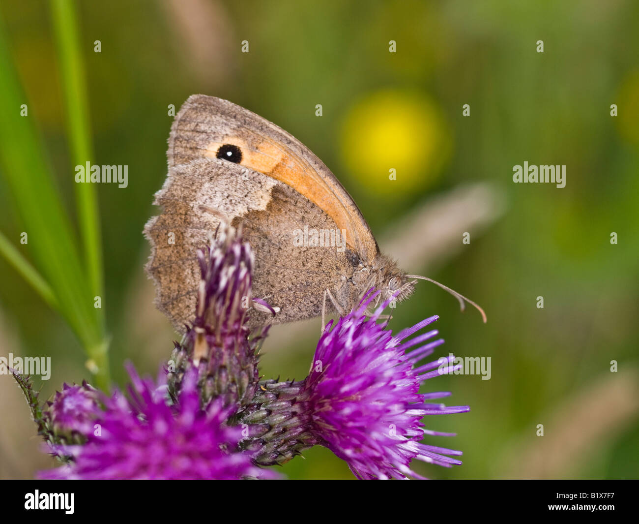 Meadow Brown Maniola jurtina (Satyridae Stock Photo - Alamy