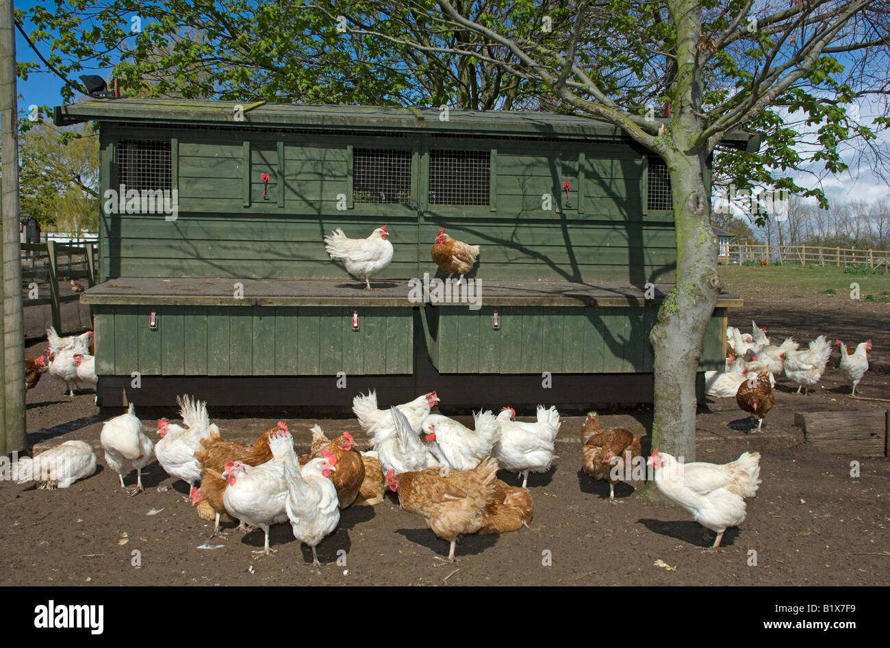 Domestic free range chickens with housing, Kent, England Stock Photo ...