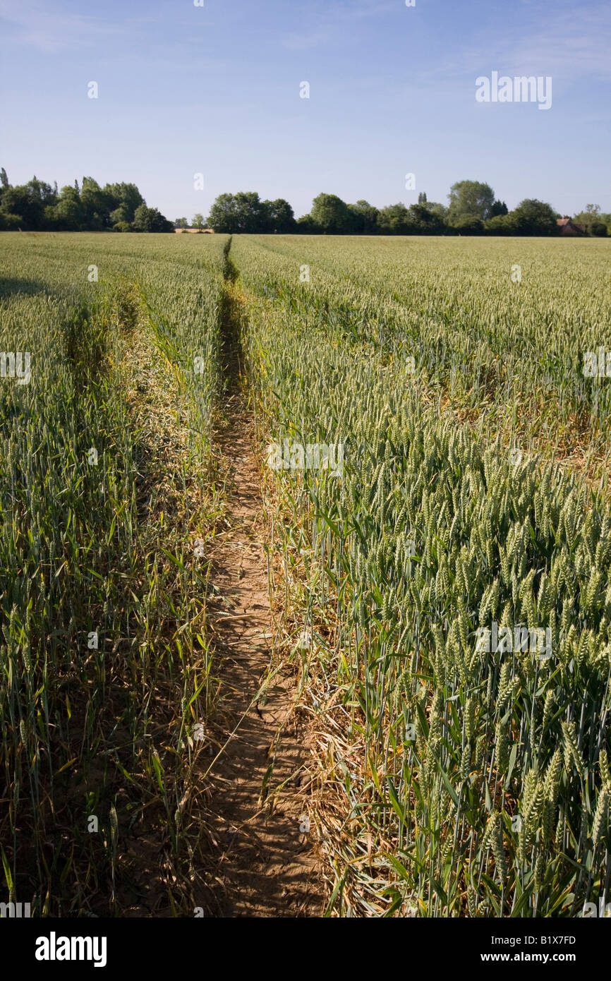 Wheat crop still green showing tractor lines in crop Stock Photo - Alamy