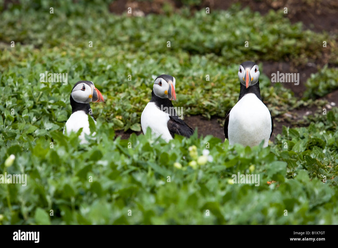 Three atlantic puffins hi-res stock photography and images - Alamy