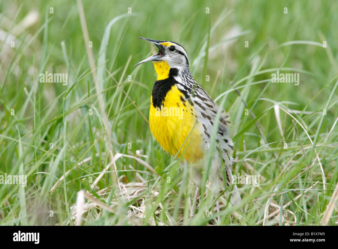 Eastern Meadowlark Singing Stock Photo - Alamy